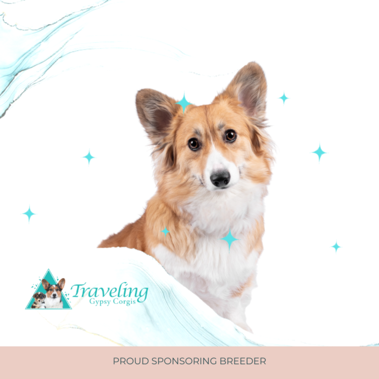 OFA, why does it matter | Orthopedic Foundation for Animals