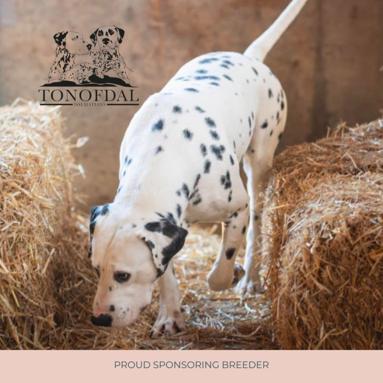 OFA, why does it matter | Orthopedic Foundation for Animals